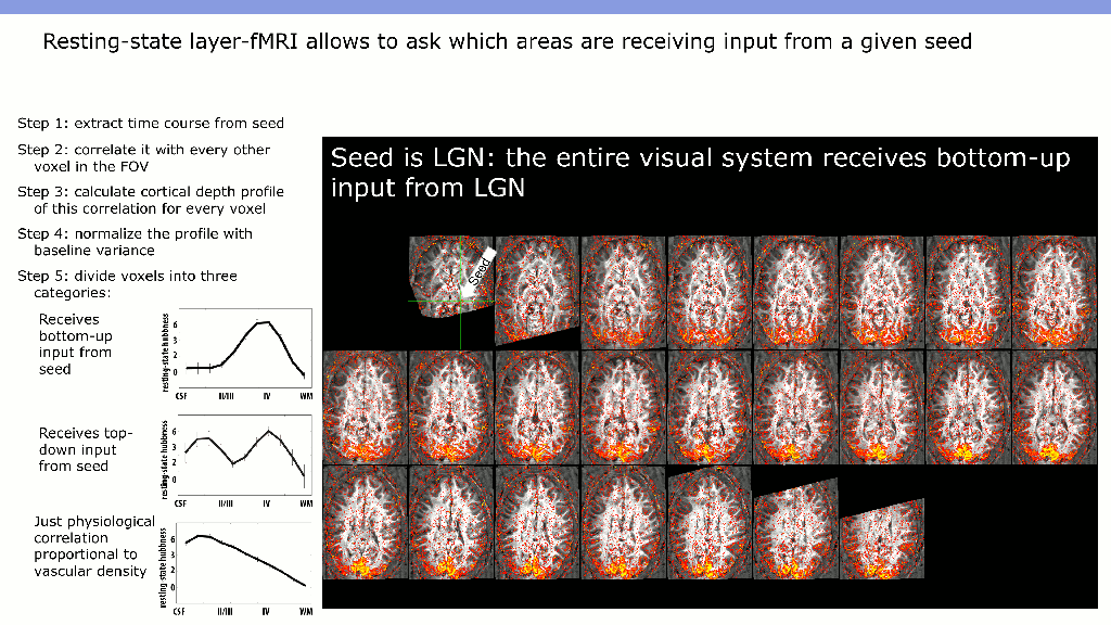 List of potential layer-fMRI application studies – layer fMRI blog
