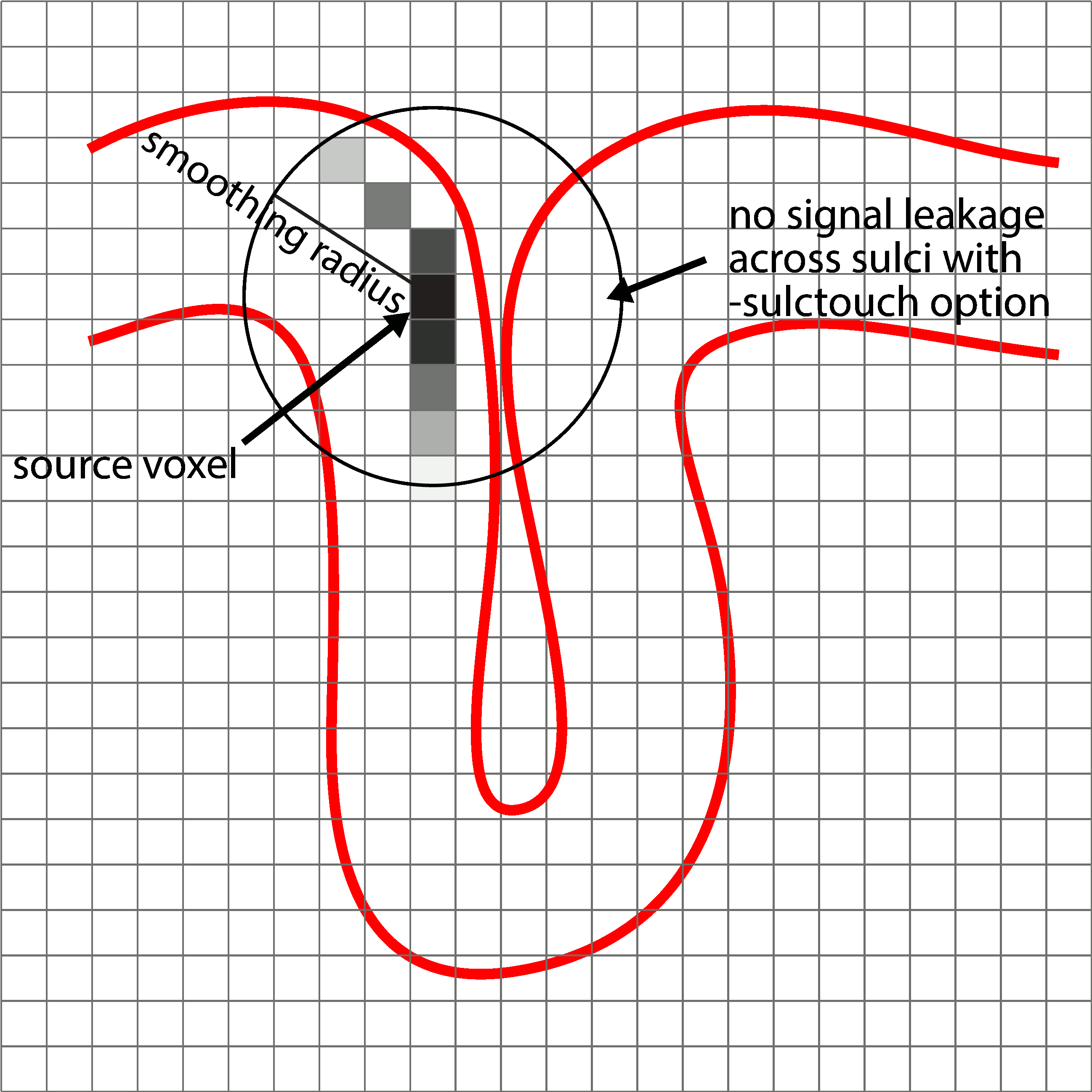 Anatomically informed spatial smoothing – layer fMRI blog